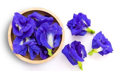 Bunga Telang – Si Biru yang Kaya Manfaat